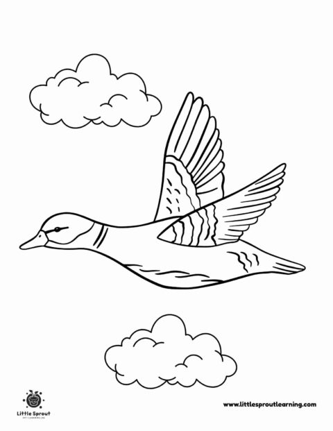 Duck Coloring Pages – 20 Free Printable Fun For Kids - Little Sprout ...